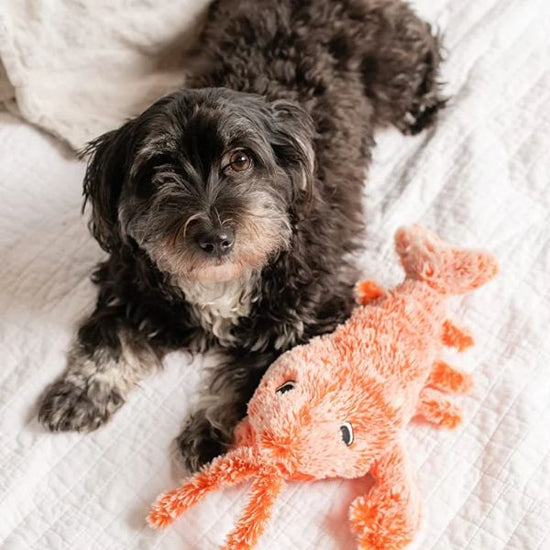 Upgraded Interactive Flopping Fish Dog & Lobster Toy – Barkermeow
