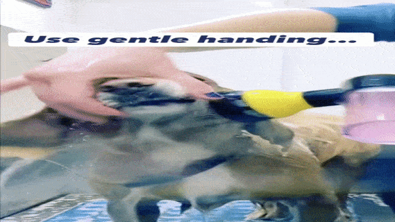 The Pup Spray Jet – Barkermeow