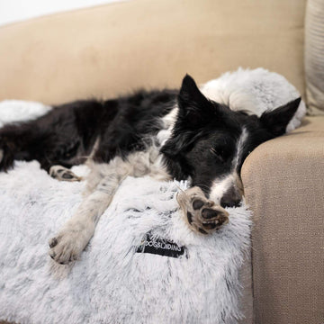 Calming Couch Cover Protector – Barkermeow
