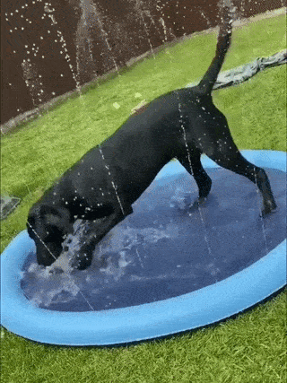 Dog Splash Sprinkler Pool (2nd generation) – Barkermeow