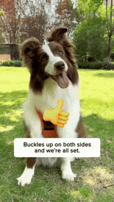 Duo-Slide Duo Retractable Leash: The Ultimate Tangle-Free Two Dog Leas ...
