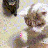 Smart Mouse Cat Toy – Barkermeow