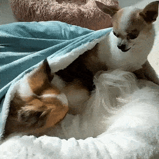 Snuggly™ Dog Bed – Barkermeow